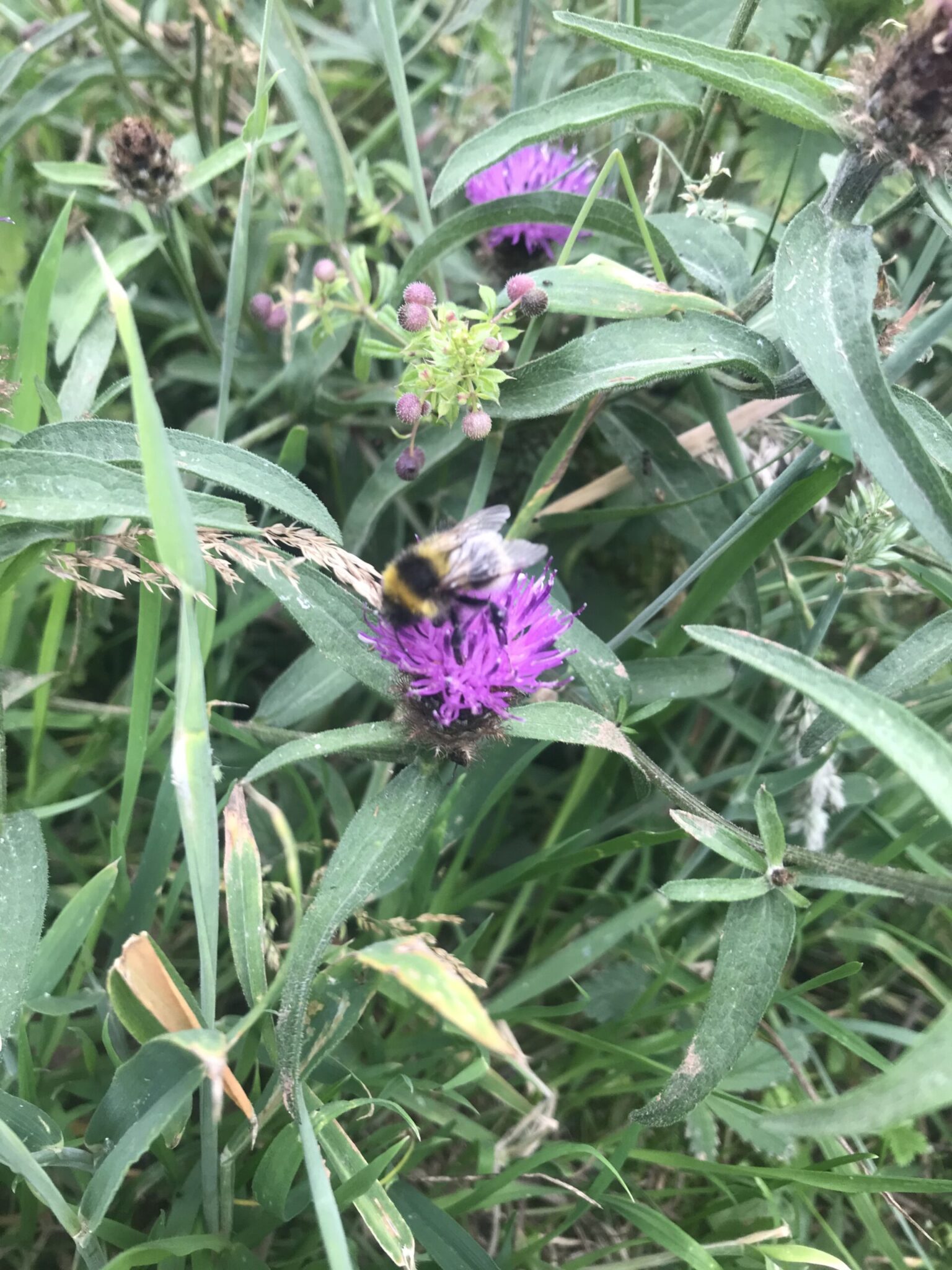 Lesser Knapweed Seeds - Jubilee Seeds & Turf