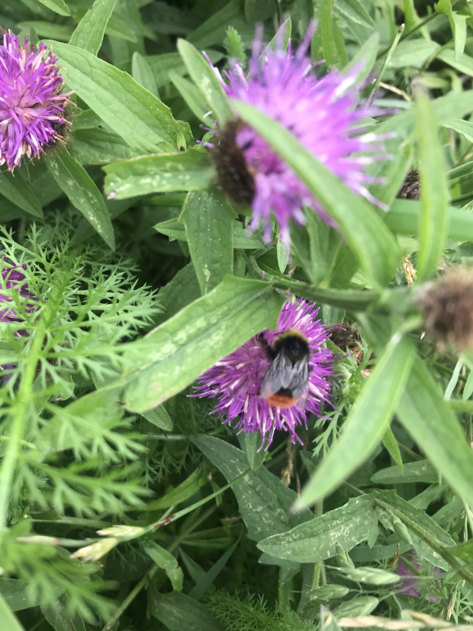 Lesser Knapweed Seeds - Jubilee Seeds & Turf