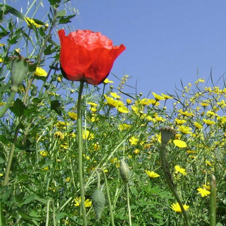 Red Poppy Seeds | Field Poppy Seeds | Buy Today