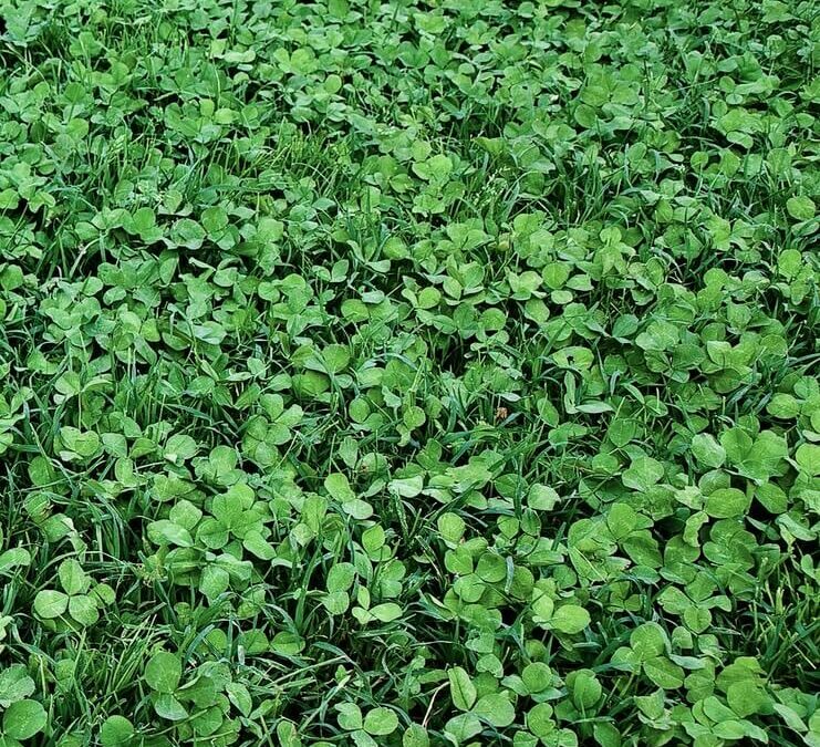 Discover the Benefits of Clover Lawn Seed - Jubilee Seeds & Turf